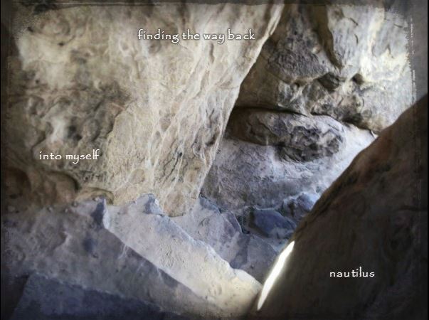 “nautilus” Haiga Earns Honors from NHK World TV Haiku Masters Series